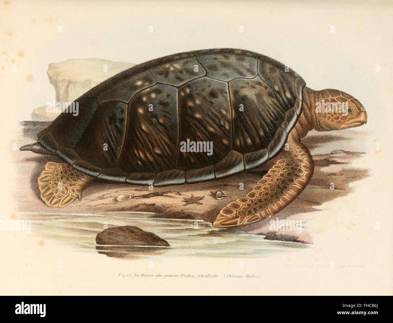 A pictorial atlas of vertebrate animals, featuring detailed ...