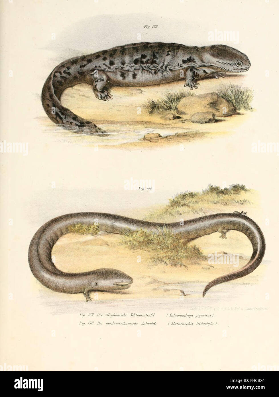 A visual atlas illustrating vertebrates, with a focus on amphibians and ...