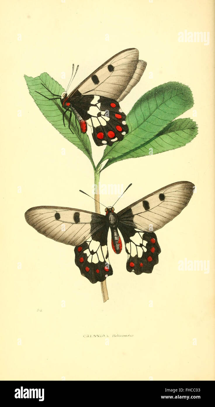 A collection of zoological illustrations featuring rare and interesting ...