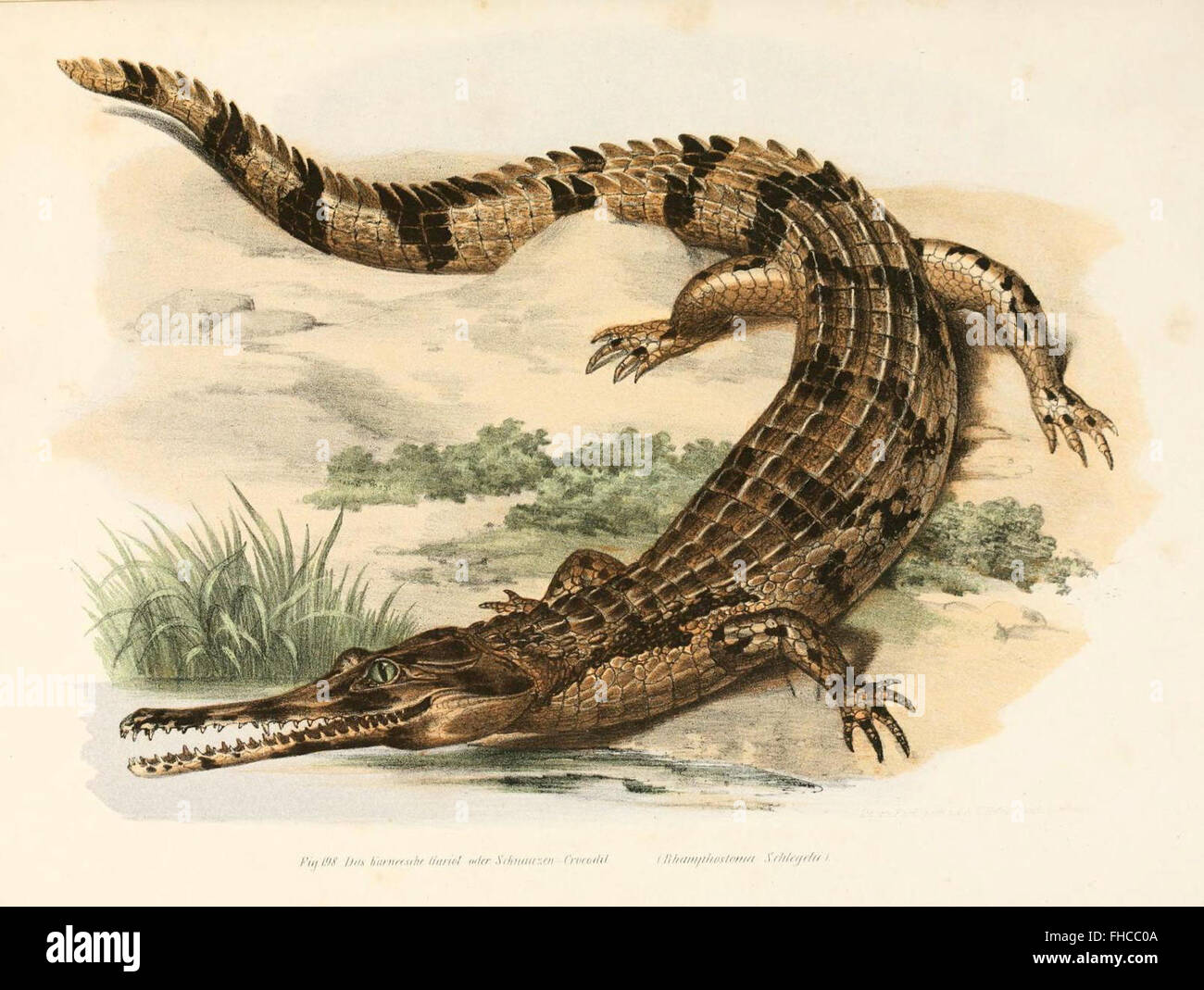 Pictorial Atlas for the Scientific and Popular Natural History of ...