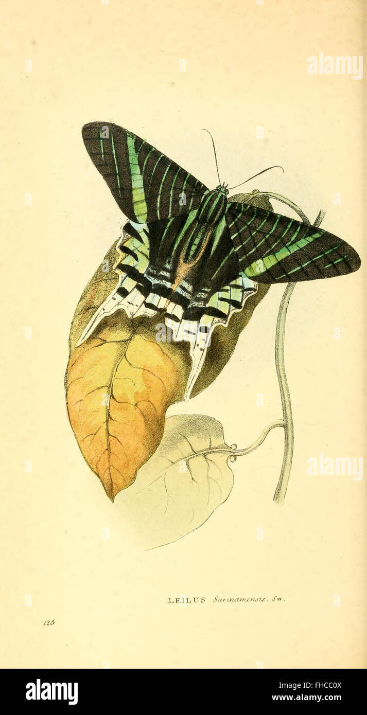 Zoological illustrations showcasing rare and new species, focusing on ...