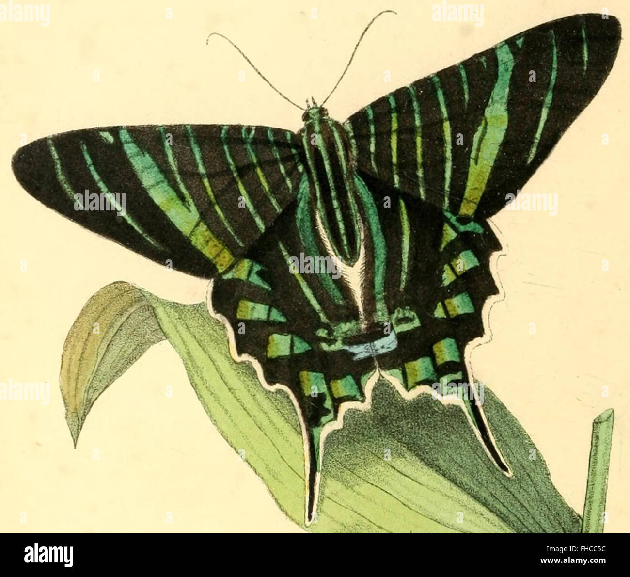 A visual guide to new and rare animal species, including birds, insects ...