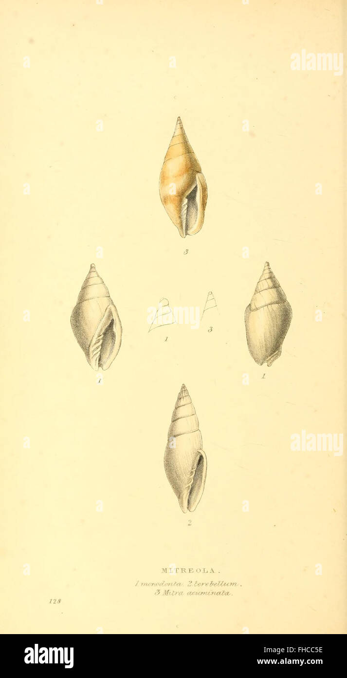 Descriptions illustrations mollusks mollusks pictorial works hi-res ...