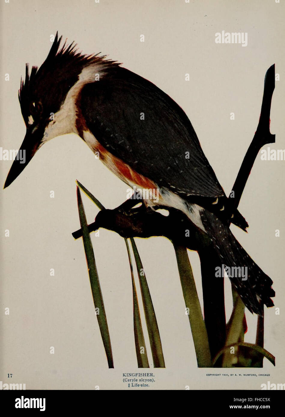 Birds and Nature in Natural Colors, This work features vibrant ...