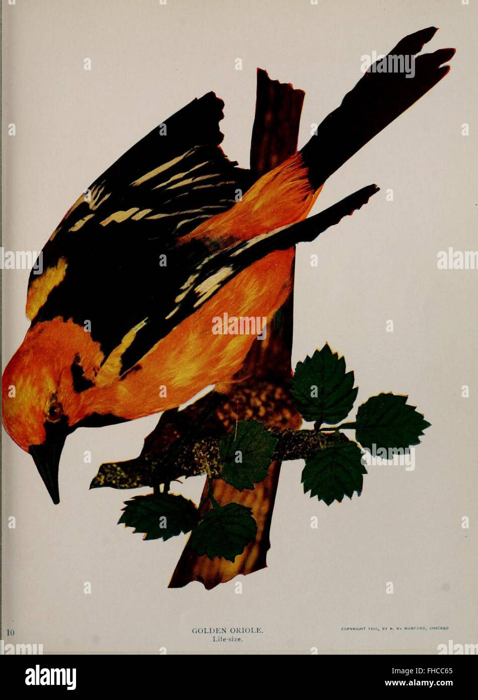 A vivid collection of bird species and their natural environments ...