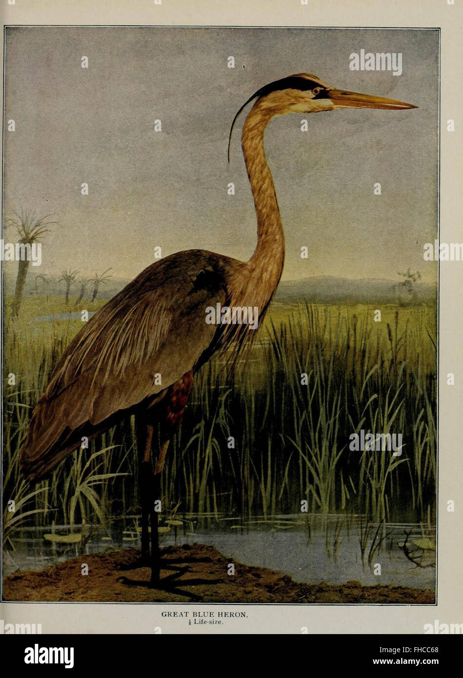 A vibrant portrayal of birds and their natural environments, showcasing ...