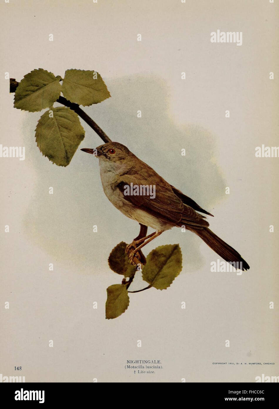 A collection of vivid illustrations of birds and nature in their ...