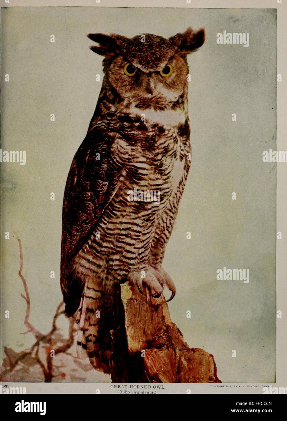 A vivid and detailed depiction of North American birds and their ...