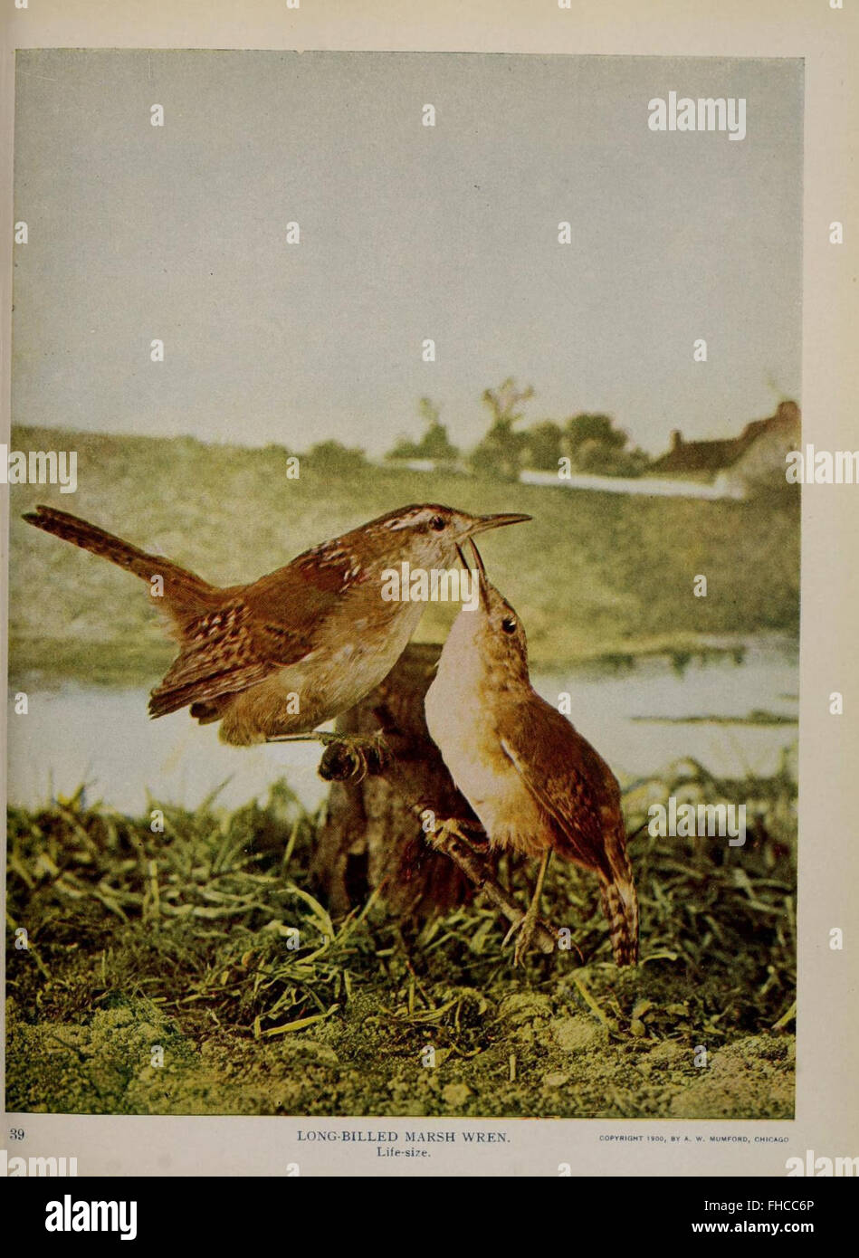 Birds and nature in natural colors Stock Photo - Alamy
