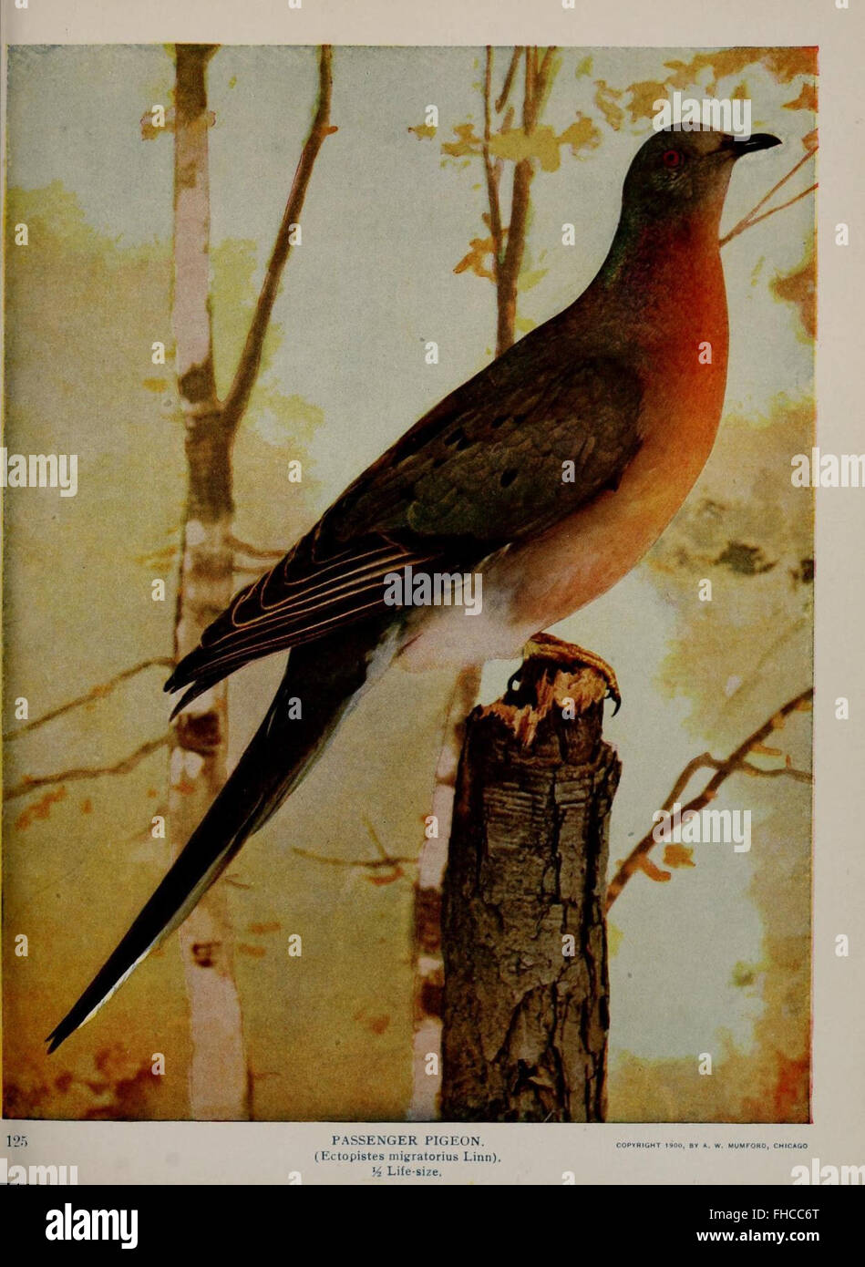 Birds and nature in natural colors Stock Photo - Alamy