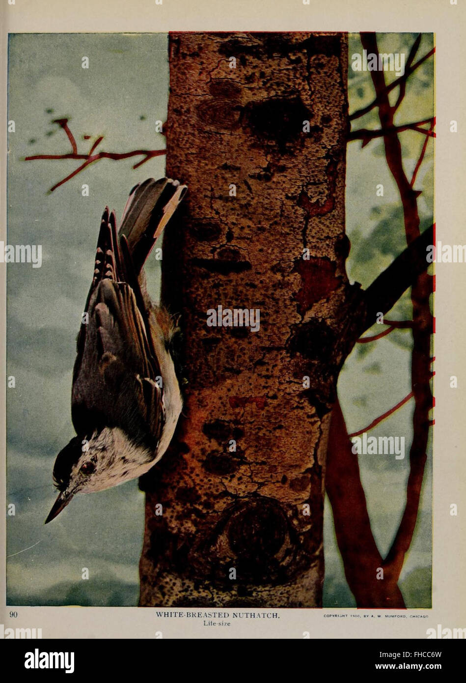 Birds and Nature in Natural Colors: A vivid collection of bird ...