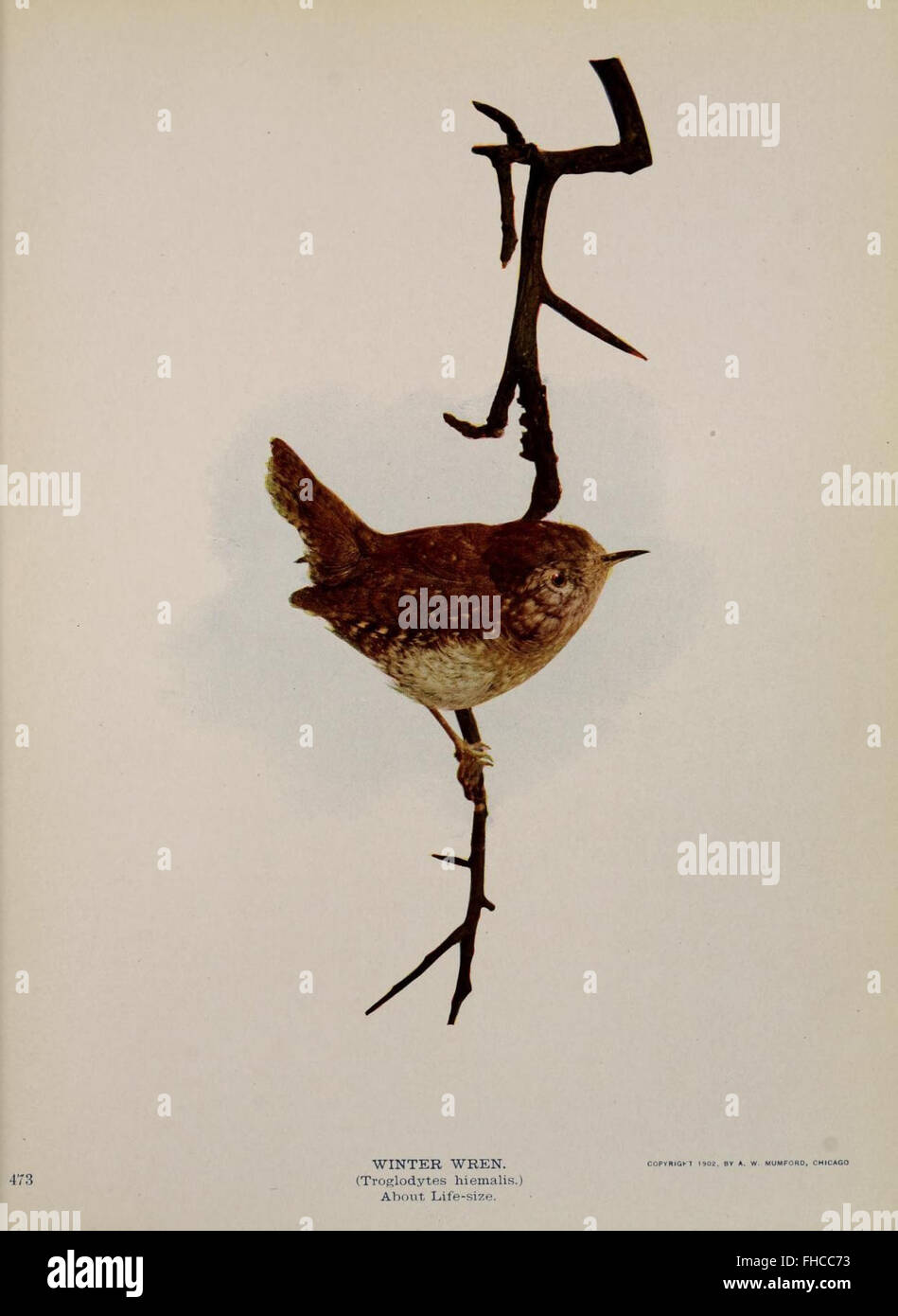 A study of North American birds and their natural environments ...