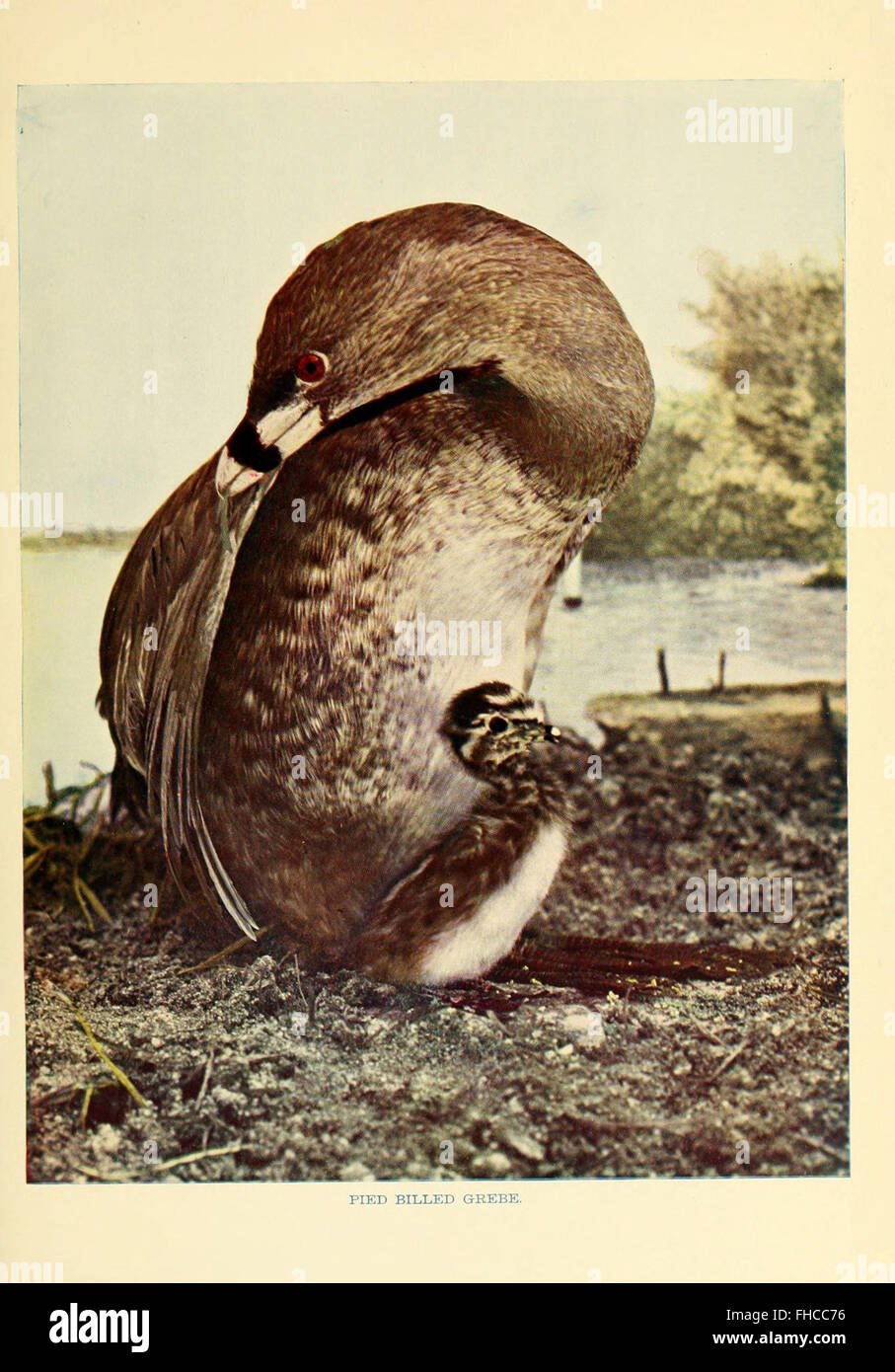 A study of predatory birds and those that are preyed upon, with ...