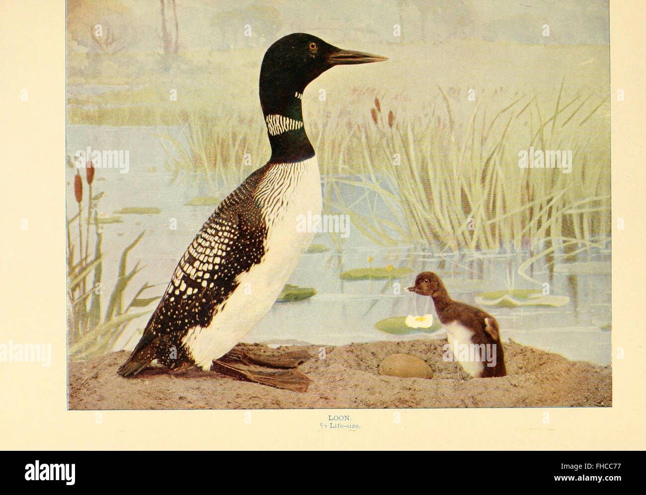 A comprehensive study of birds that both hunt and are preyed upon ...