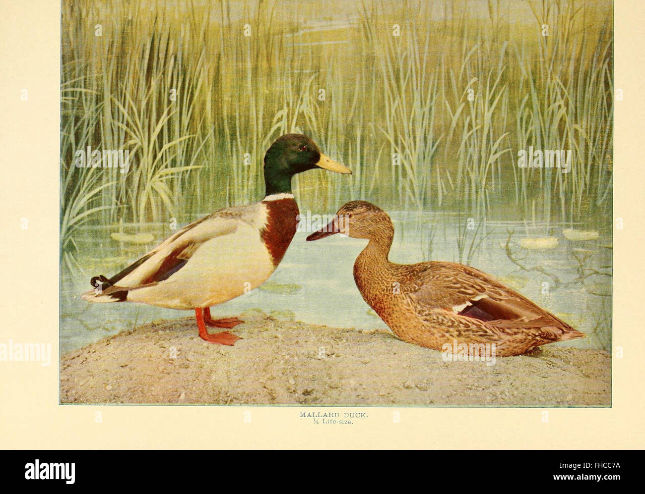 Birds that hunt and are hunted Stock Photo - Alamy