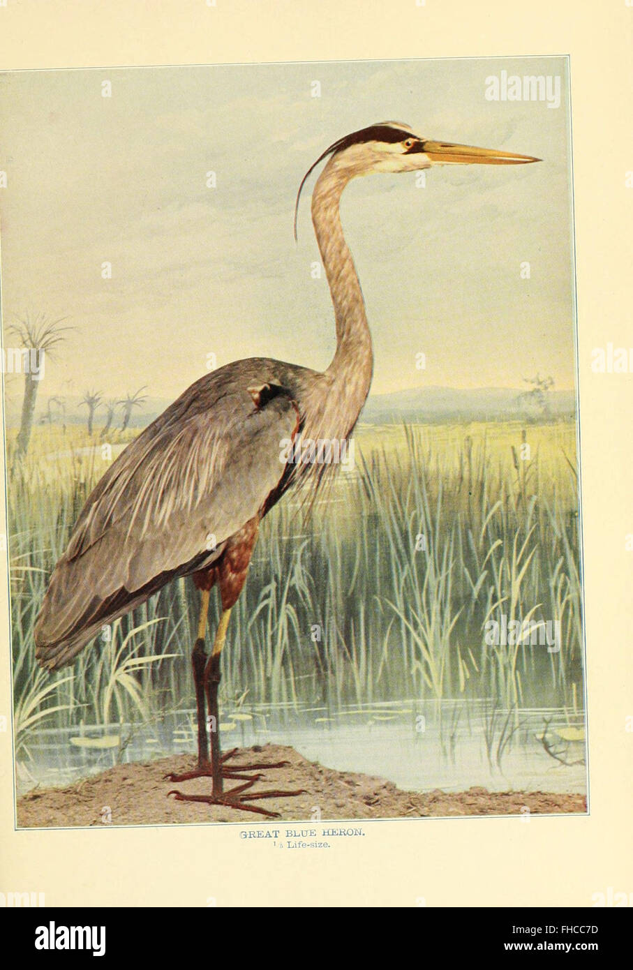 Birds that hunt and are hunted Stock Photo - Alamy