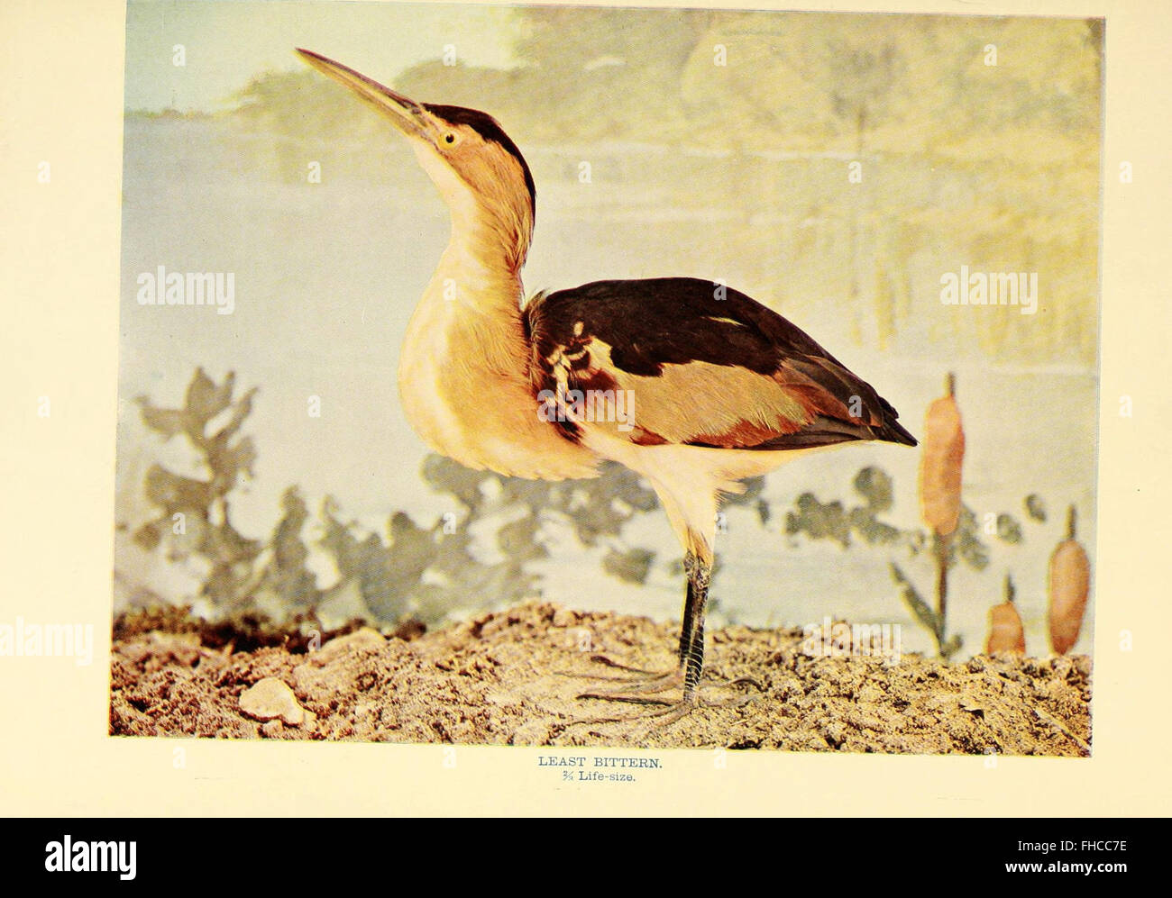 A study of predatory and prey species among birds, exploring their ...