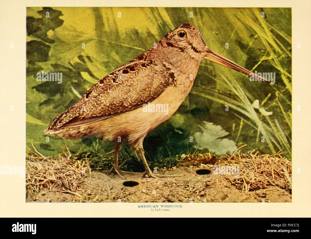 Birds that hunt and are hunted, a study of predatory and prey birds ...