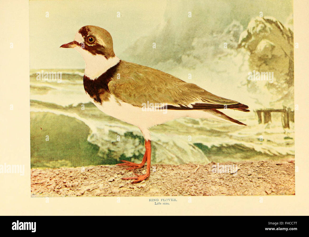 Birds that hunt and are hunted, Birds SIL Smithsonian Institution ...