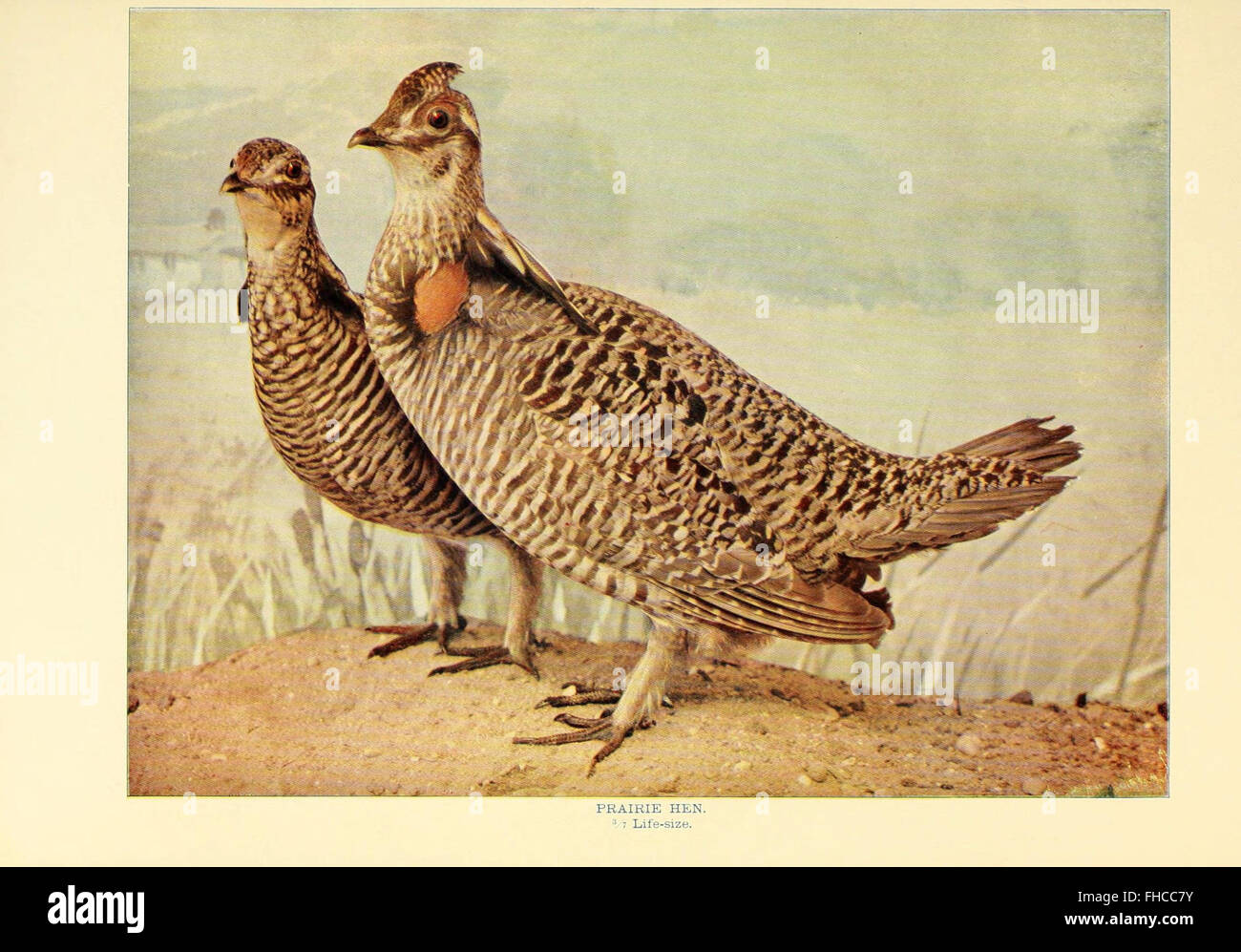 Birds that Hunt and Are Hunted, avian predators, bird species ...