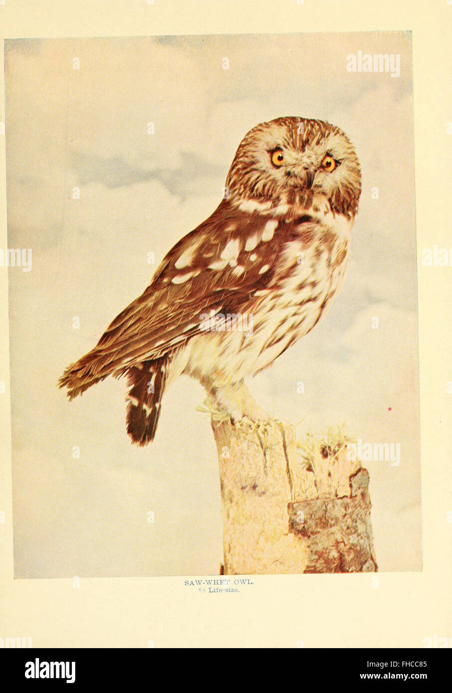 A study of predatory and prey species among birds, highlighting the ...