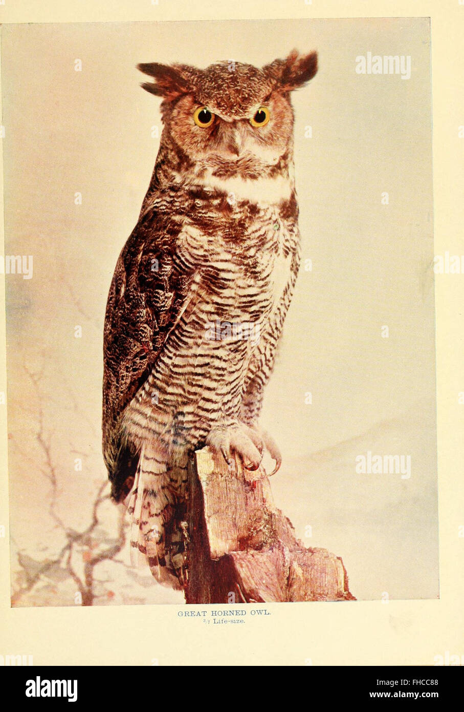 Birds that hunt and are hunted Stock Photo - Alamy