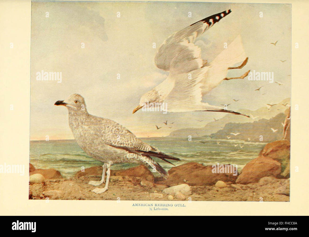 A study of predatory and prey birds, examining their hunting behaviors ...