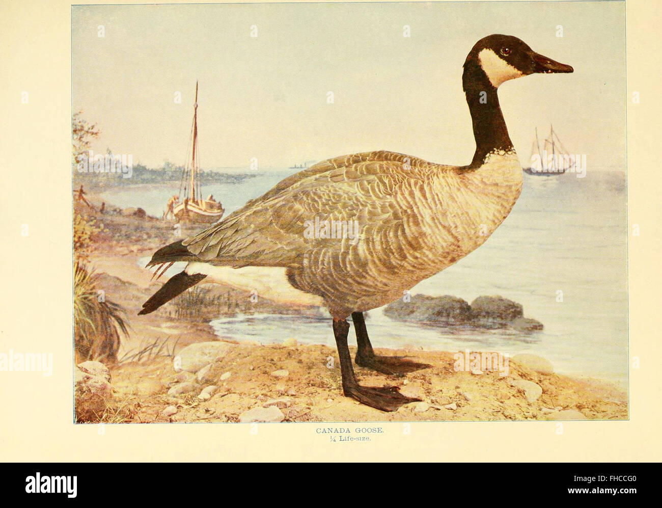 Birds that hunt and are hunted, a study of predatory and prey bird ...