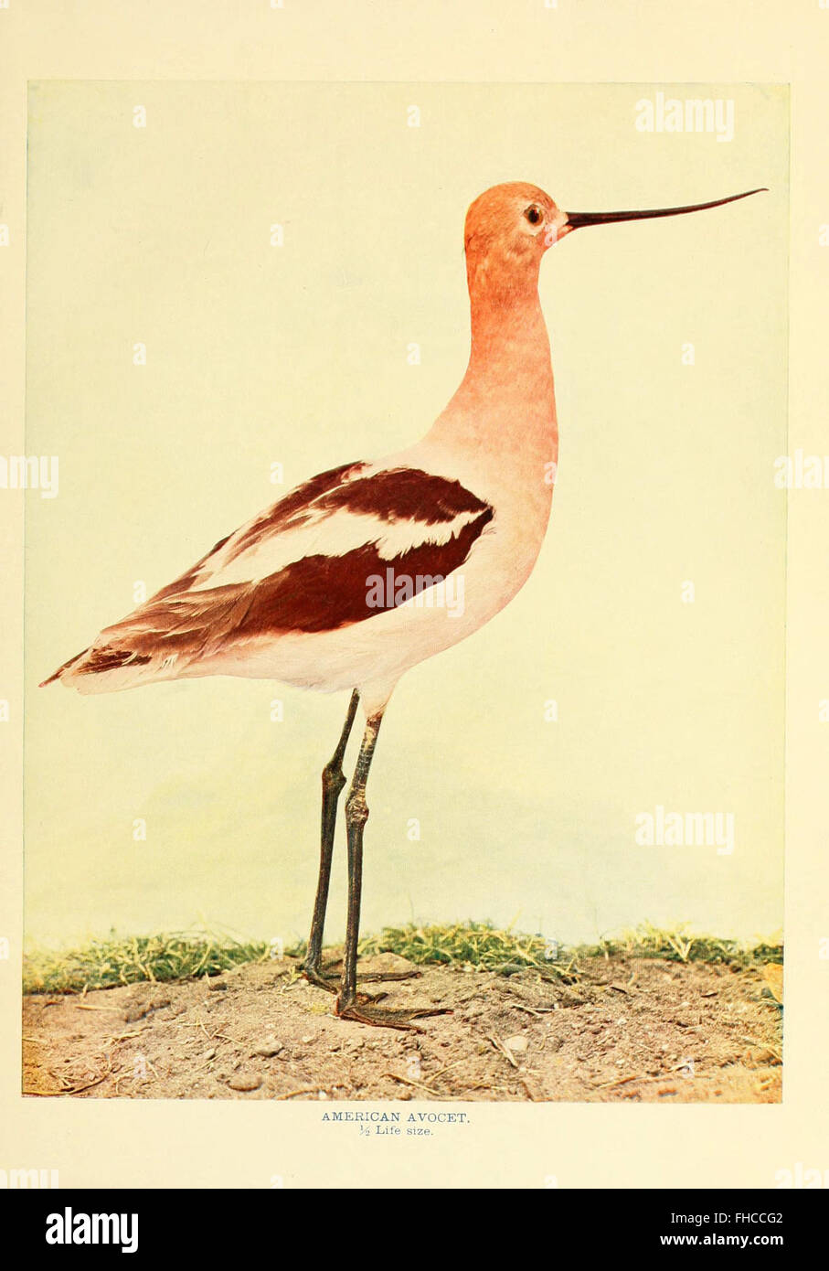 Birds that hunt and are hunted Stock Photo - Alamy