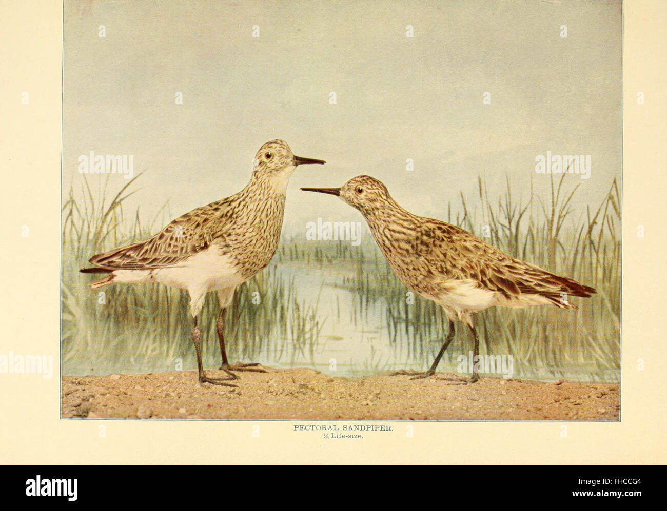A work focused on birds that both hunt prey and are preyed upon ...