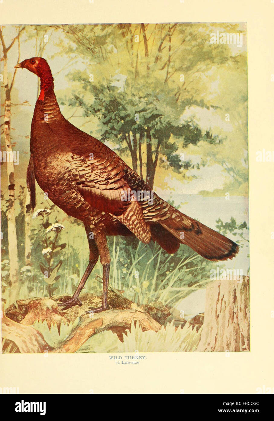 A study of predatory and prey species among birds, housed in the ...