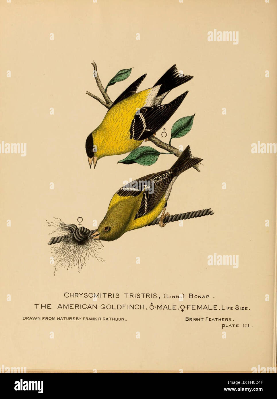 A collection of works focused on the bright-feathered birds of North ...