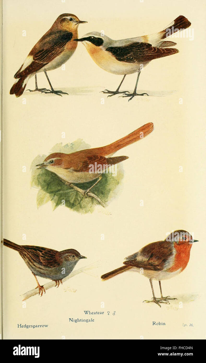 A detailed study of British birds and their natural habitats ...