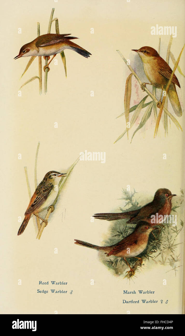 British Birds in Their Haunts, a study of the natural habitats ...