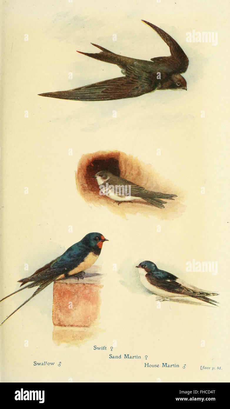An exploration of British birds and their habitats, with resources ...