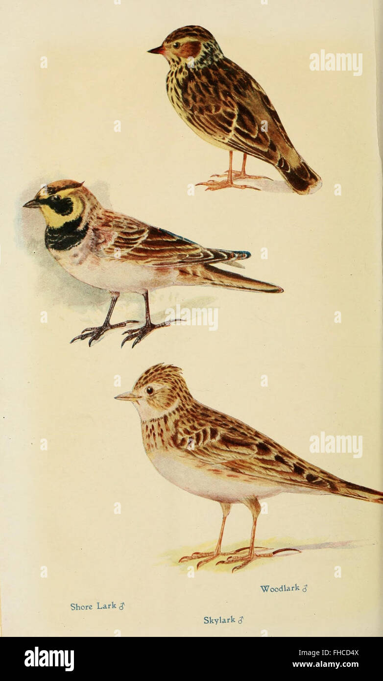 British birds in their haunts, a comprehensive guide to the native bird ...