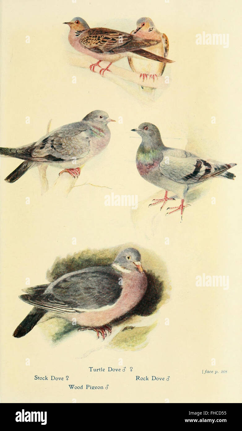 A detailed study of British birds in their natural habitats, showcasing ...