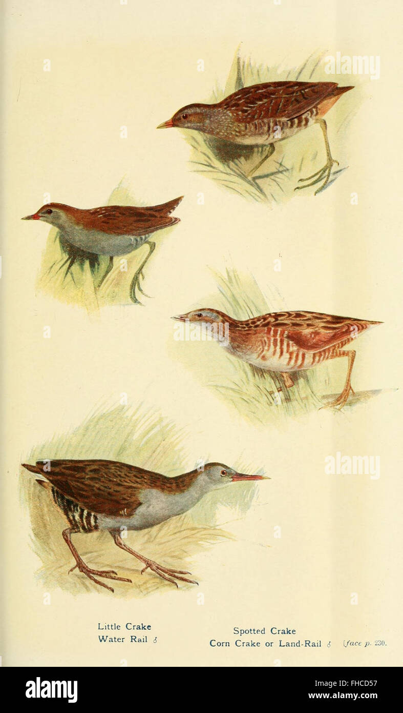 Diverse collection of bird species hi-res stock photography and images ...