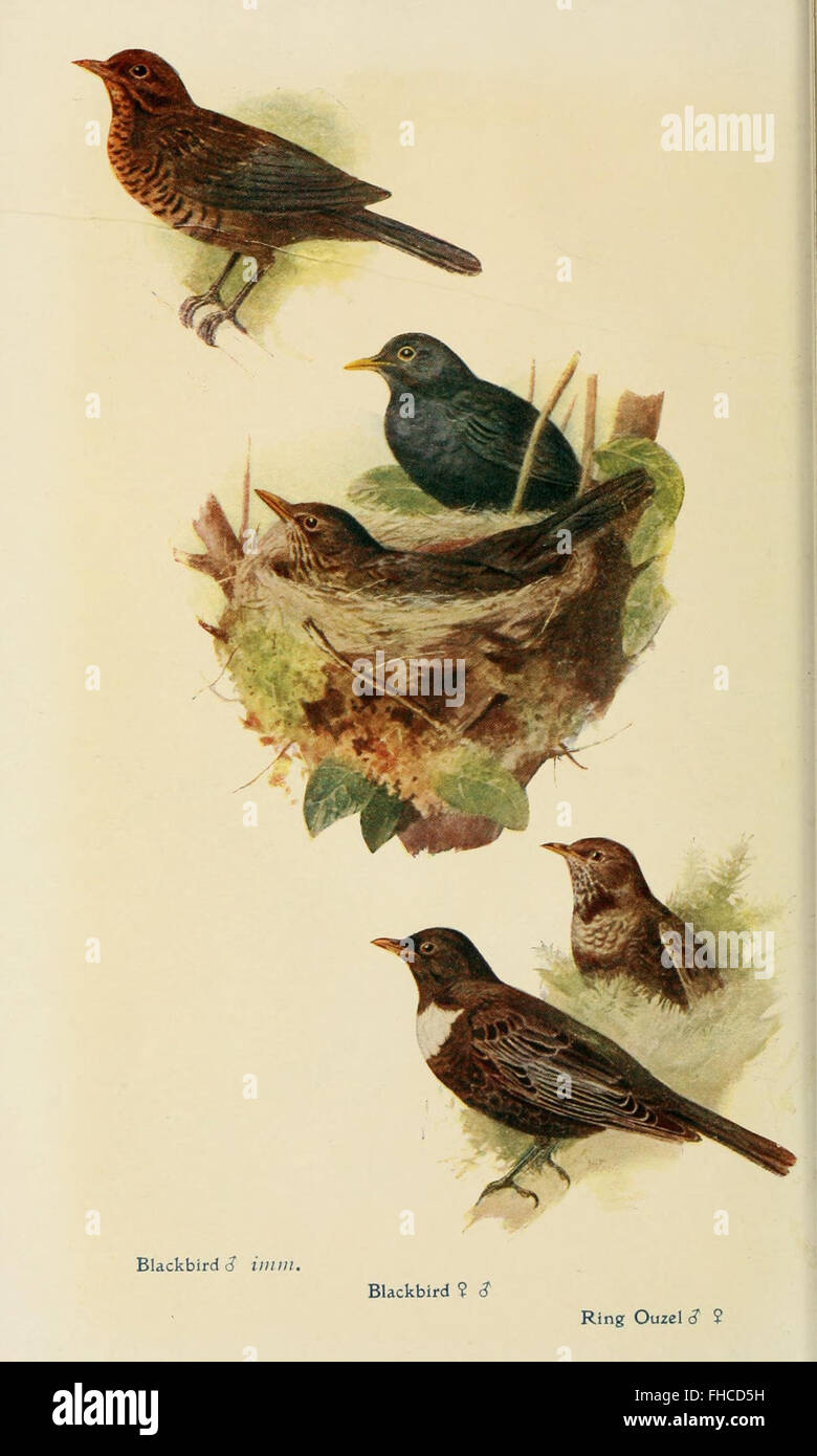 A detailed guide to British bird species, their natural habitats, and ...