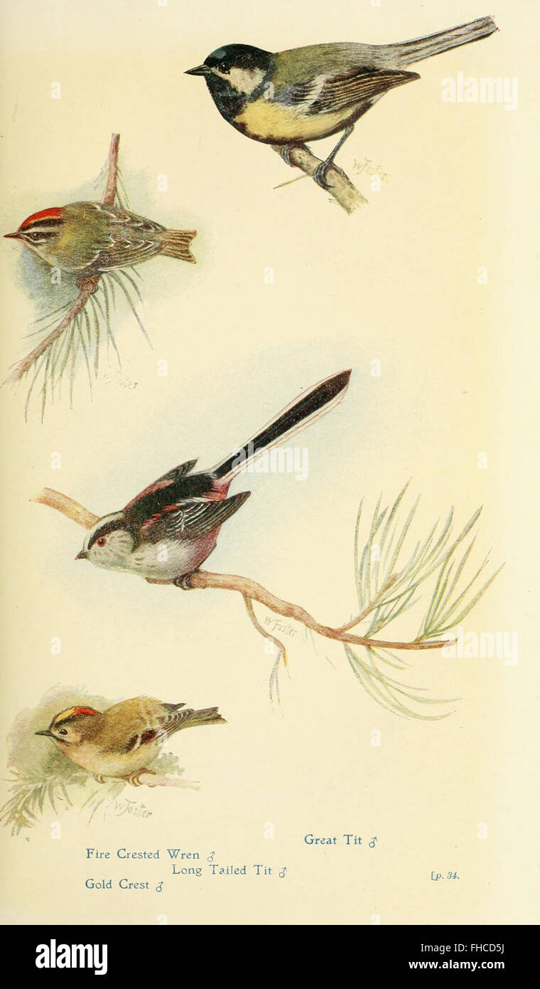 A comprehensive study of British birds in their natural habitats ...