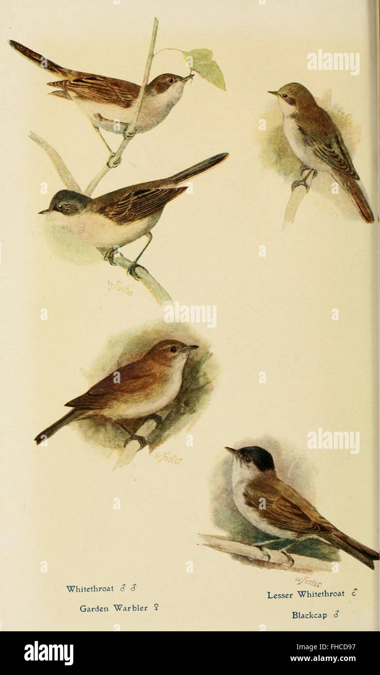 British Birds in Their Haunts, bird species, Great Britain, ornithology ...