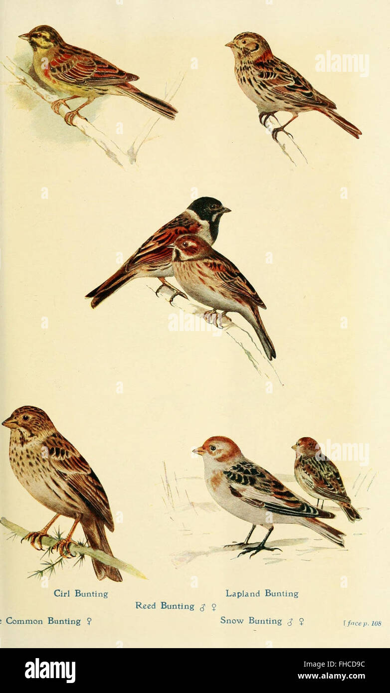 A detailed exploration of British birds and their natural habitats ...