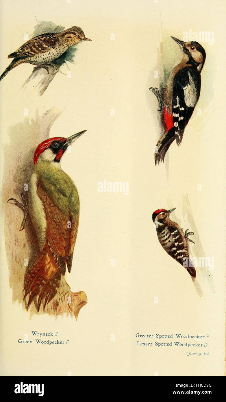 A study of British bird species and their natural habitats, exploring ...