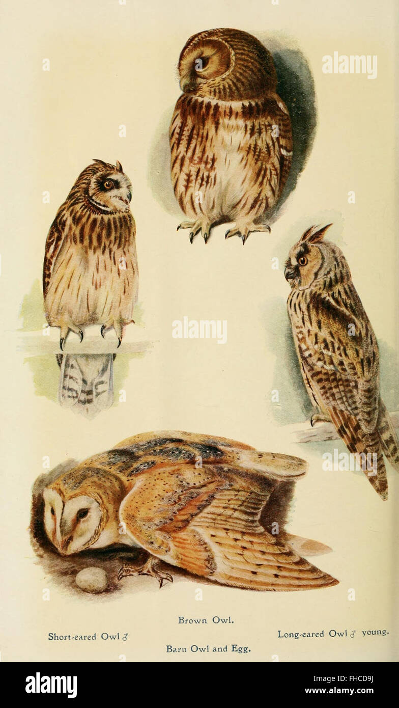 A comprehensive work documenting British bird species and their natural ...