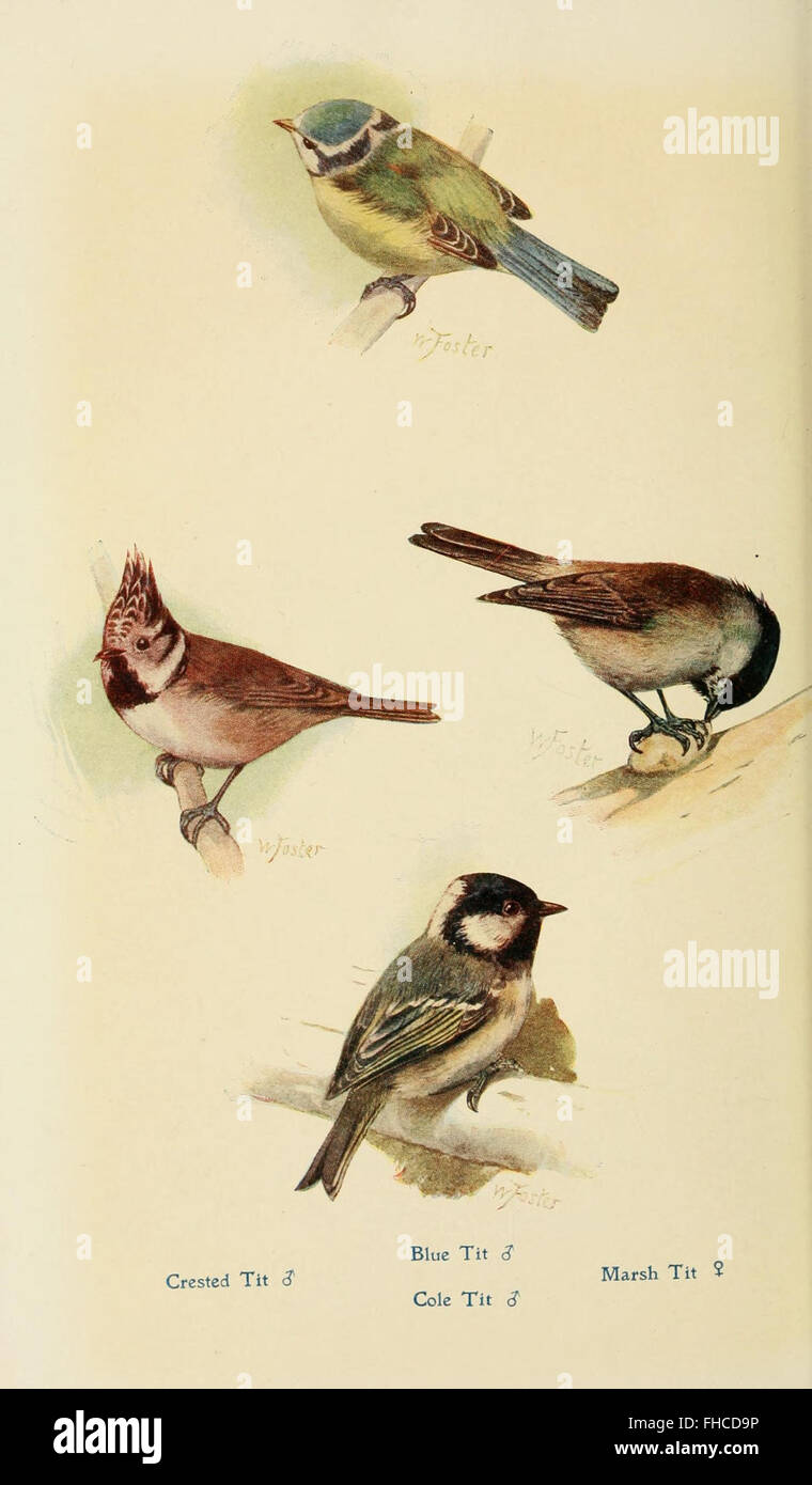 A comprehensive study of British bird species in their natural habitats ...