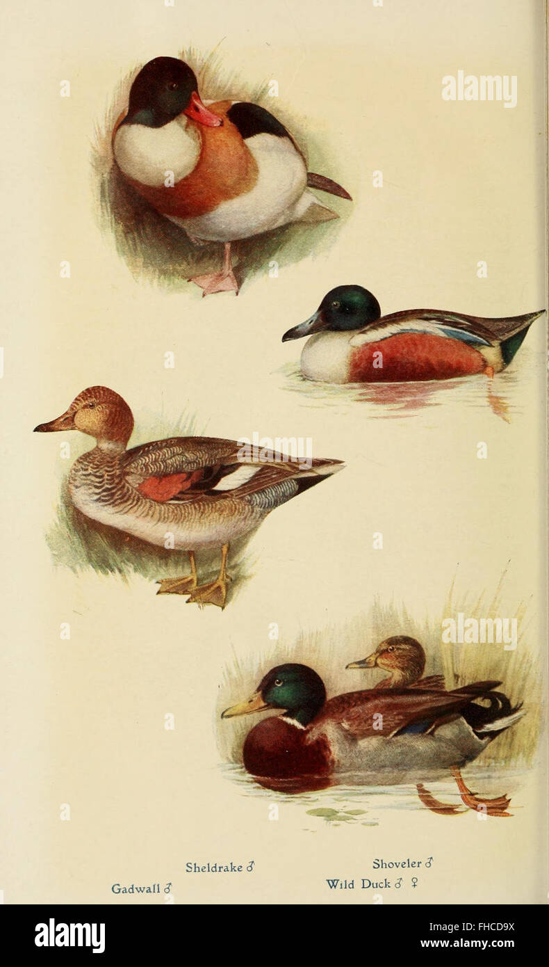 British birds in their haunts, a comprehensive study of bird species ...