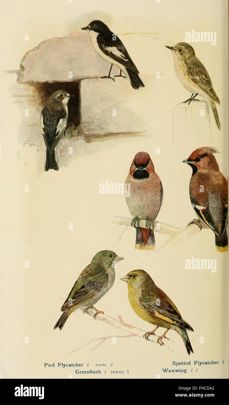 A collection of British bird species in their natural habitats ...