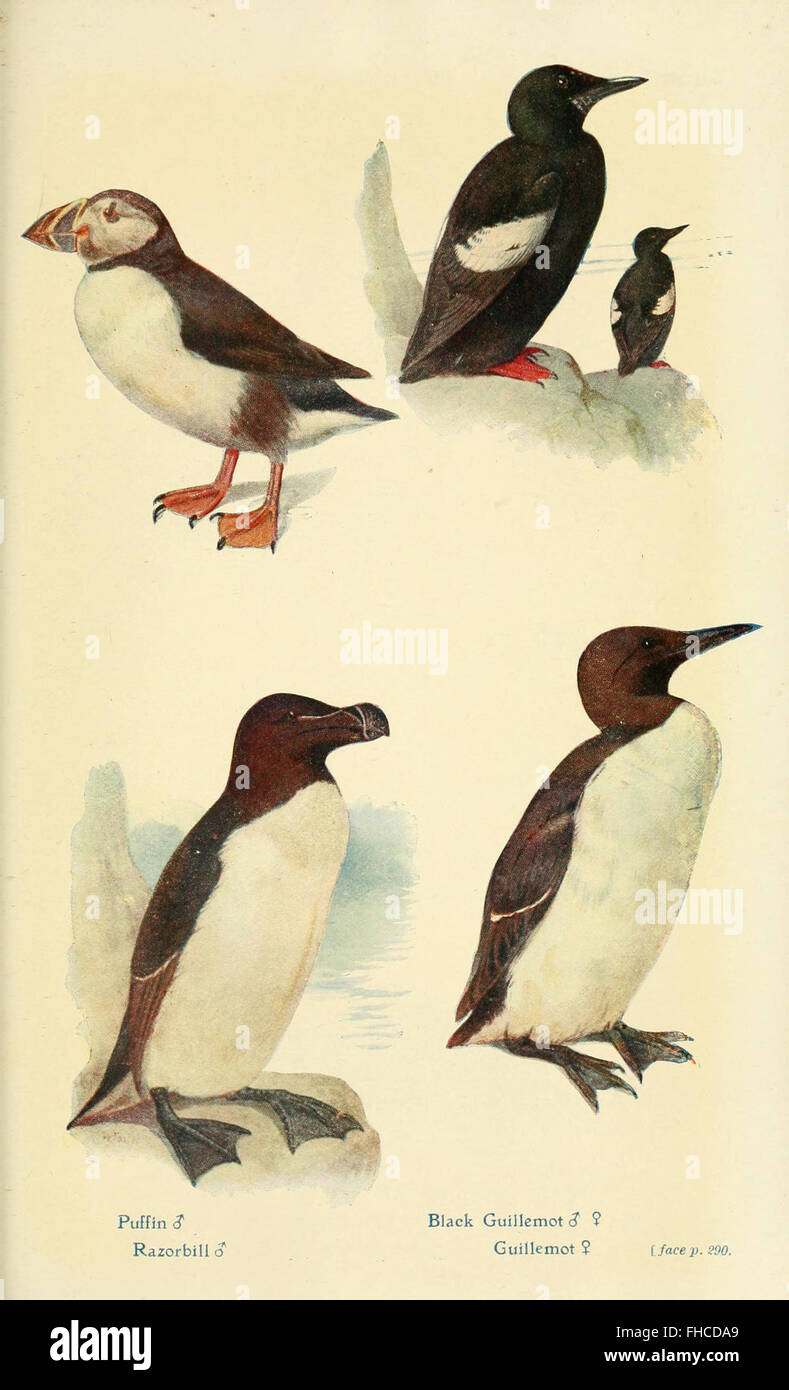 A visual and written exploration of British bird species in their ...