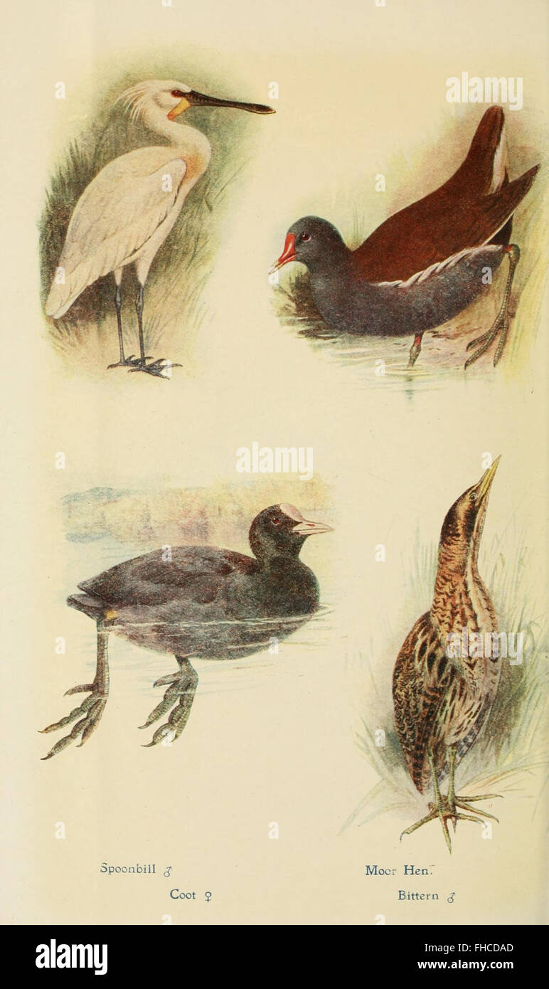 An exploration of British birds and their natural habitats, focusing on ...