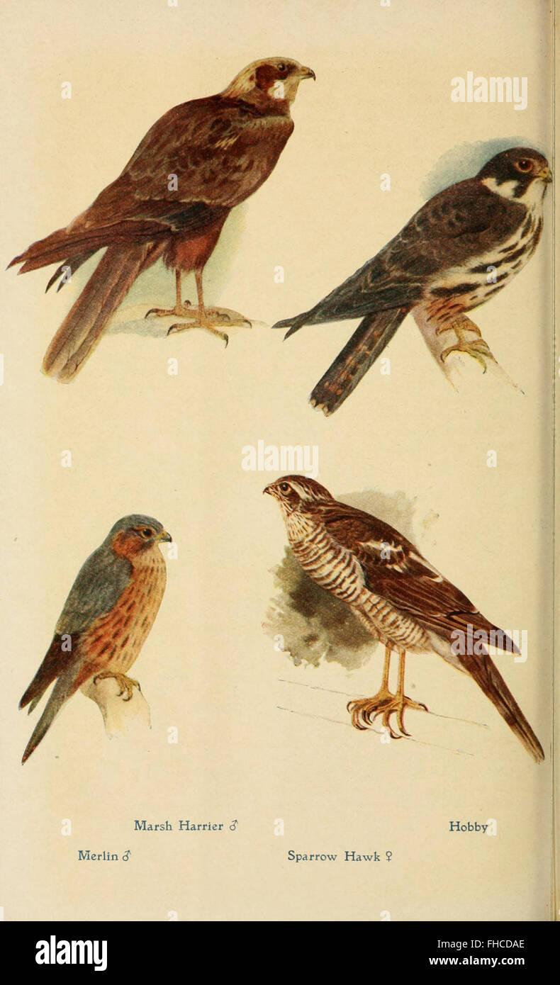 A study of British birds, detailing their habitats, behaviors, and ...
